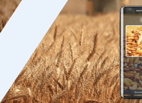 Mobile app development for crop analysis based on computer vision | Lemberg Solutions